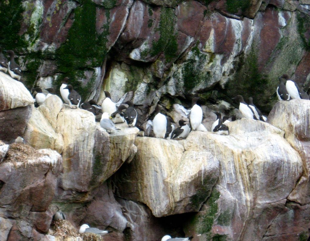 | Whales and Seabirds In Newfoundland – Conservation & TourismJOHNZEUS.COM