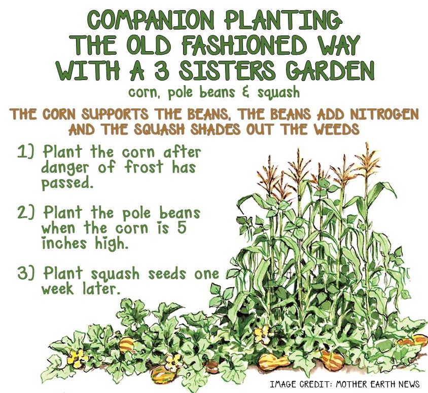 | Companion Planting – The Old Fashioned WayJOHNZEUS.COM